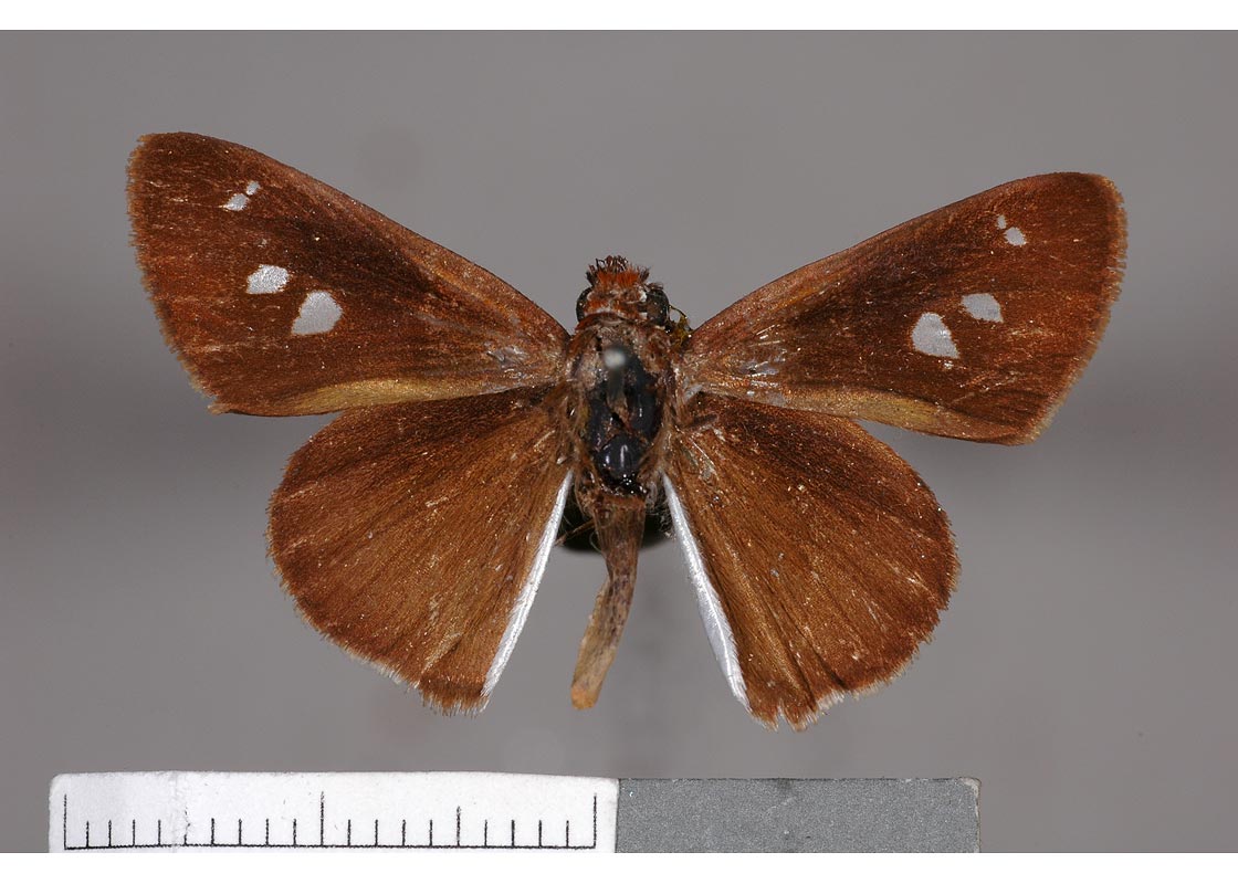 Corra catargyra (type specimens)